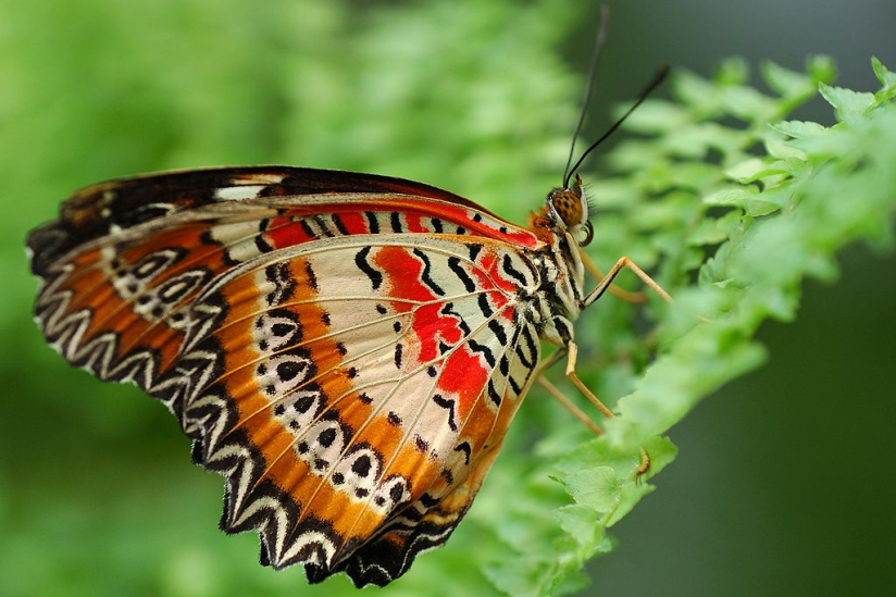 Eine Zoologie der Zierde | hpd